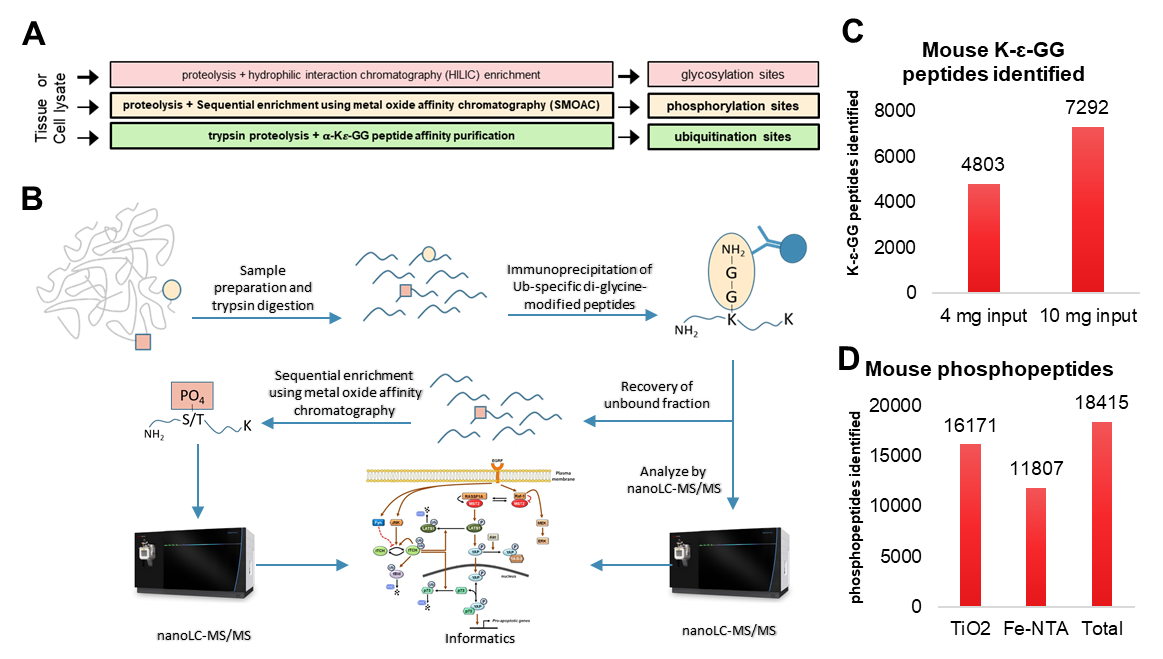 Post Translational Modifications Post Translational Modifications