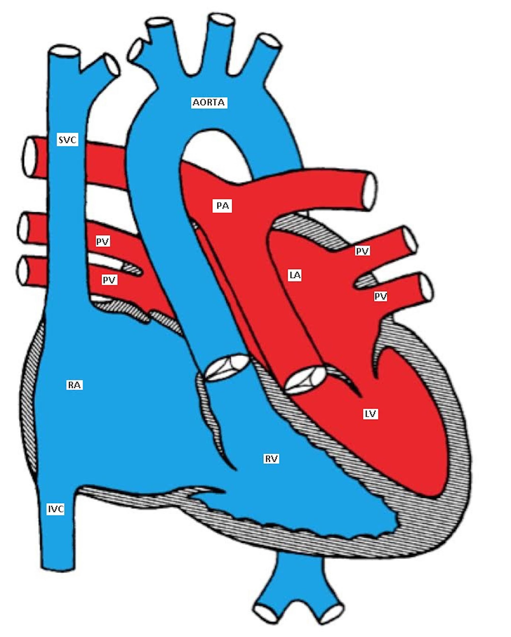 Pediatric Cardiology